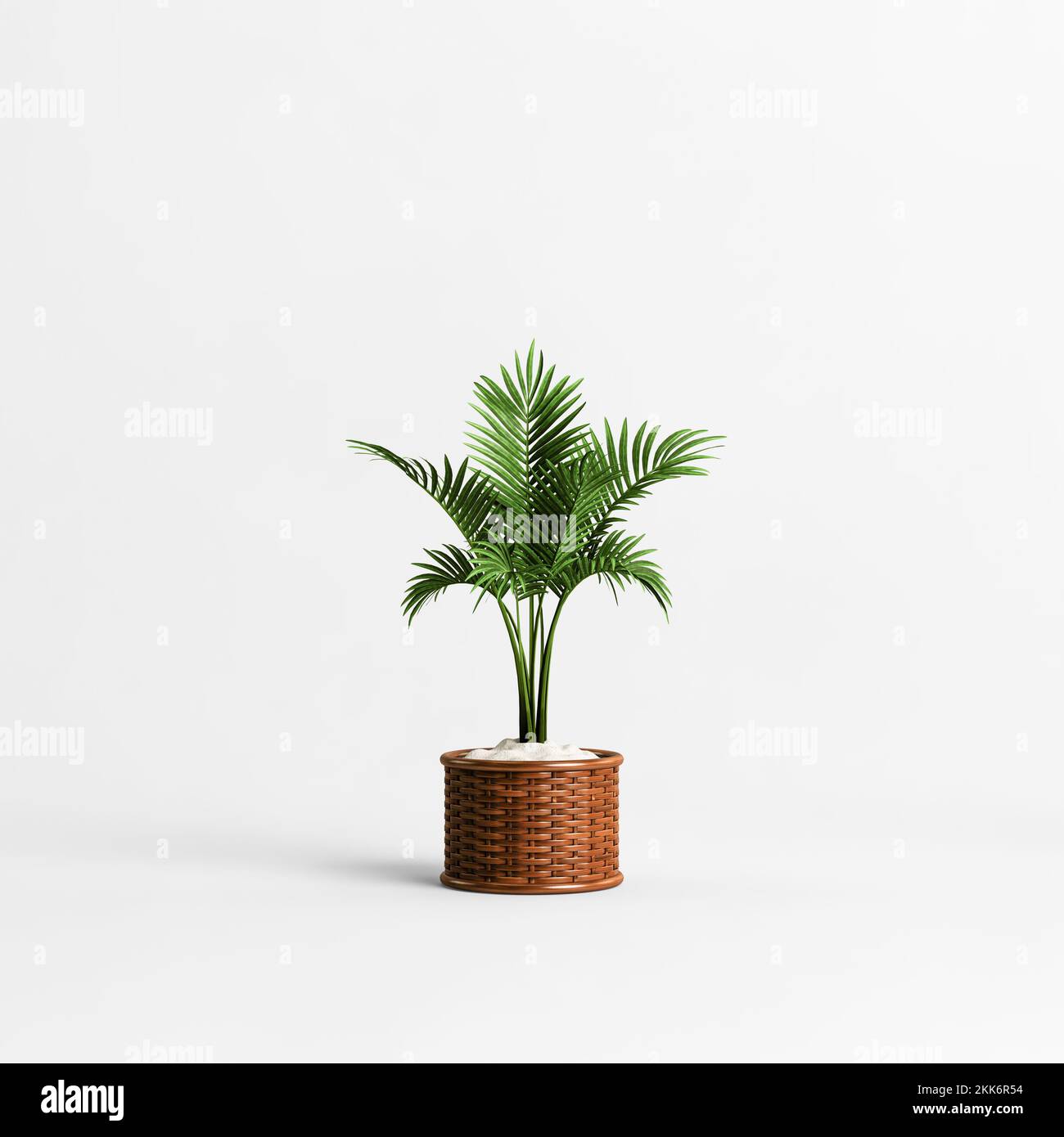 3d illustration of potted palm isolated on white background Stock Photo ...