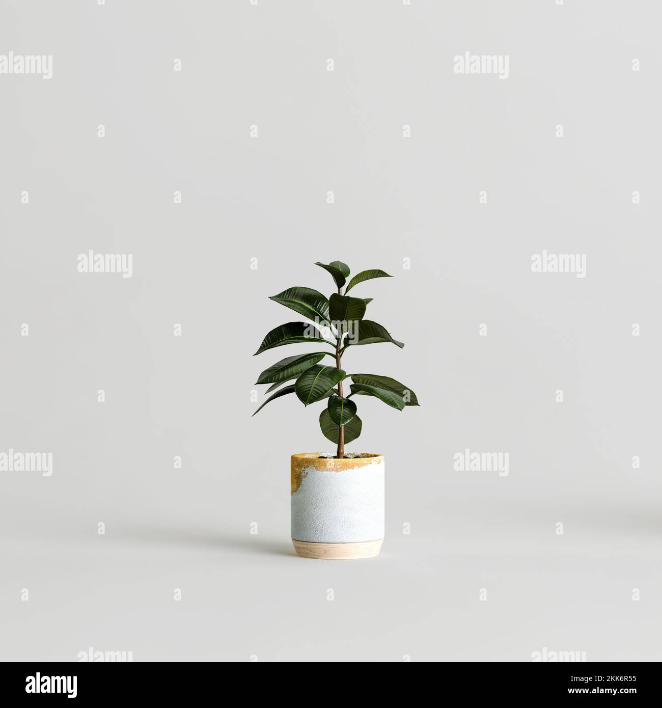 3d illustration of potted ficus isolated on white background Stock ...