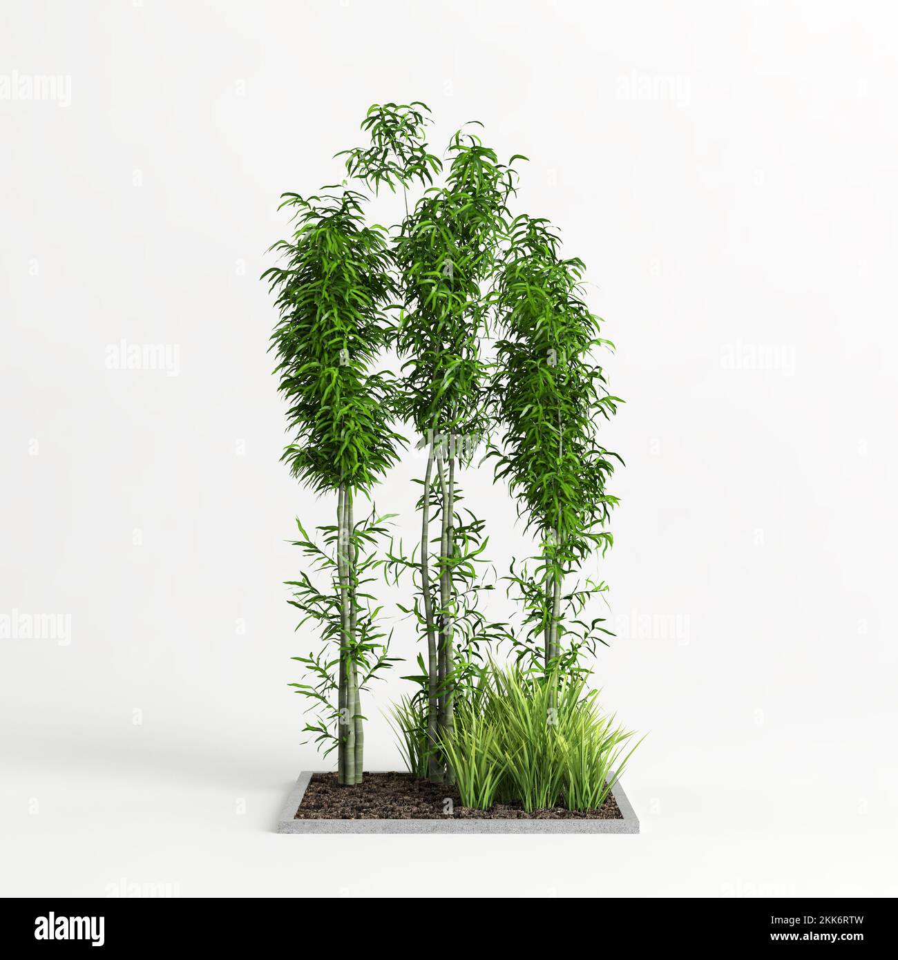 3d illustration of bamboo tree isolated on white background Stock Photo ...