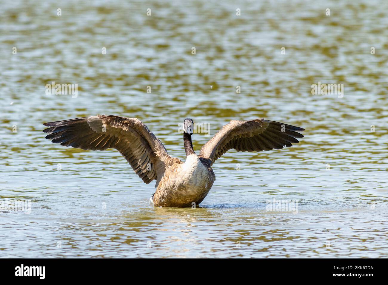 A closeup of a Canada goose (Branta canadensis) on water surface ...