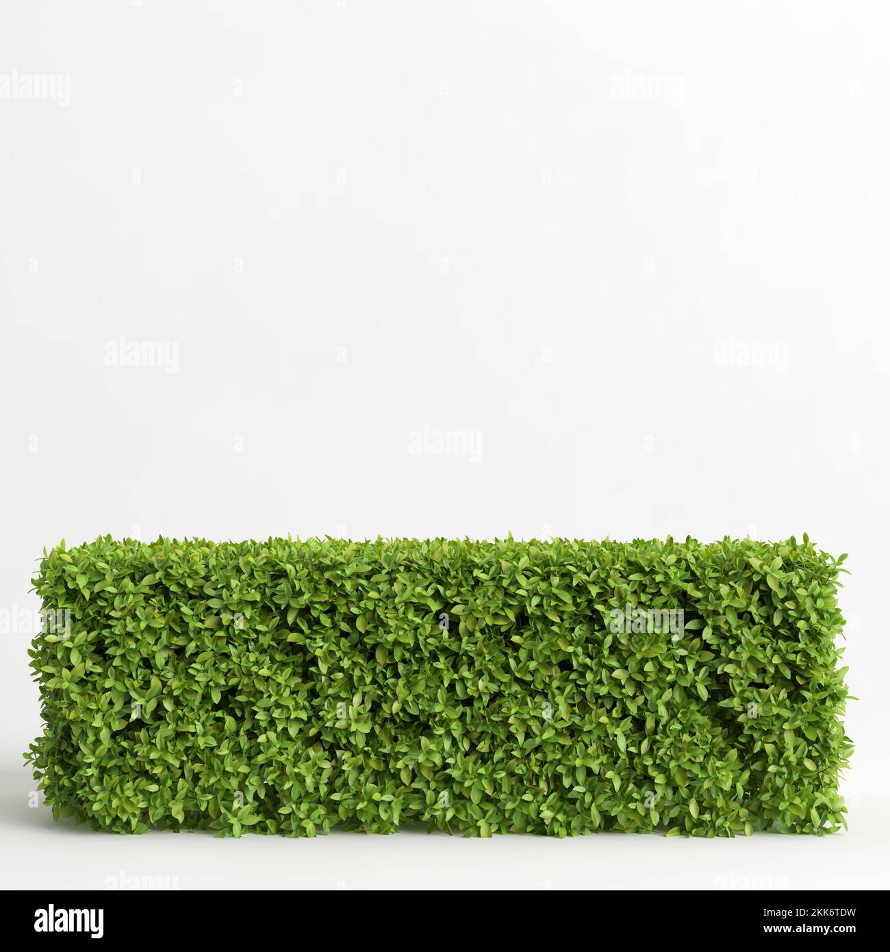 3d illustration of fence bush isolated on white background Stock Photo ...