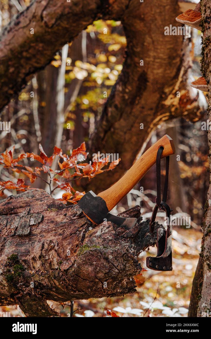 ax stuck in a dry tree Stock Photo - Alamy