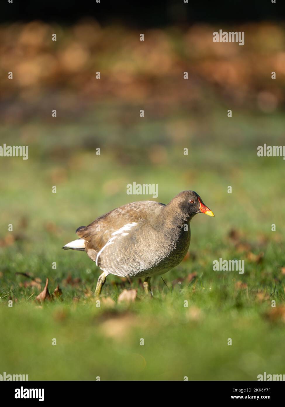 Moorhen Standing on the Grass Stock Photo - Alamy