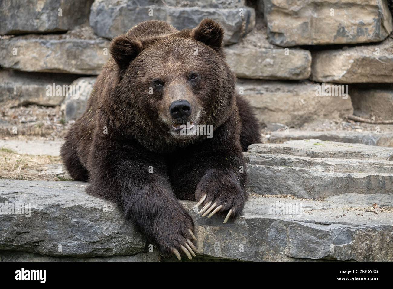 Bear caves hi-res stock photography and images - Alamy