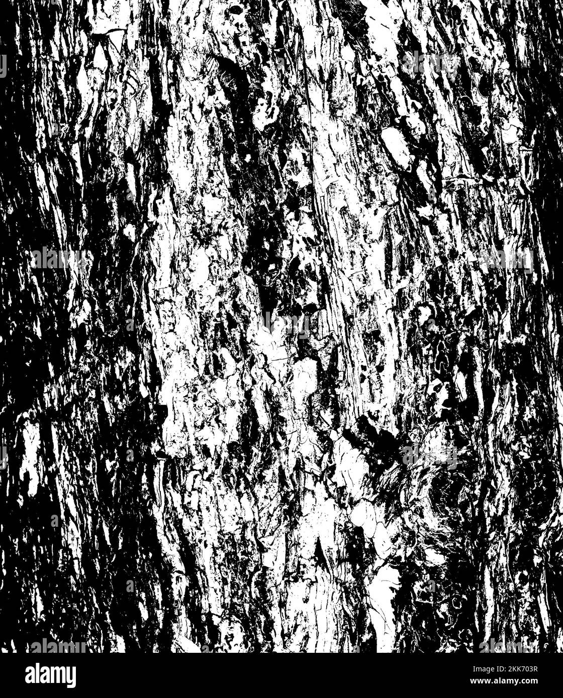 Illustration of black pine or Pinus nigra bark texture. Distressed ...