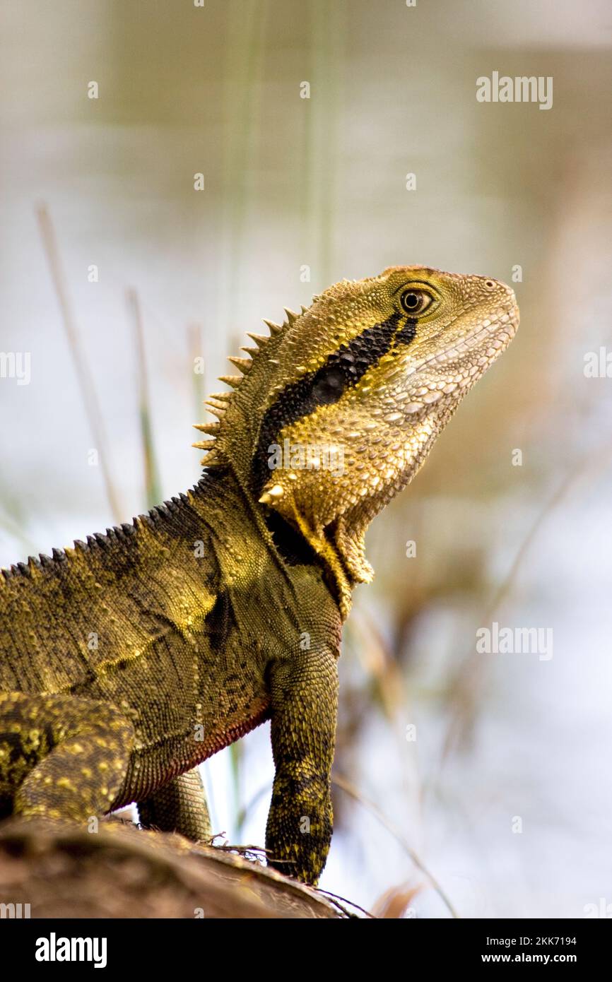 Bearded water dragon hi-res stock photography and images - Alamy