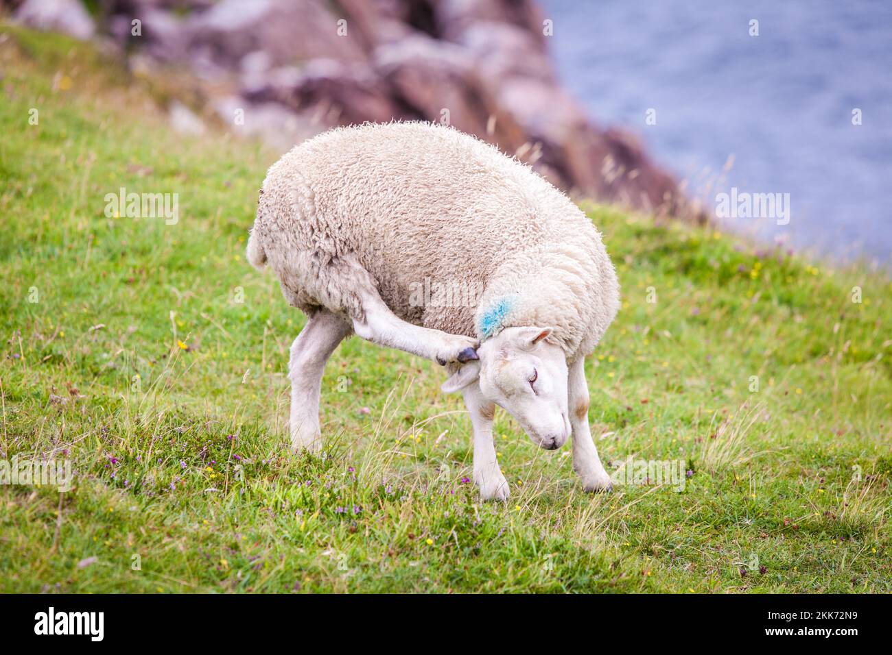 A cute little sheep scratching its head with its leg on the grass Stock ...