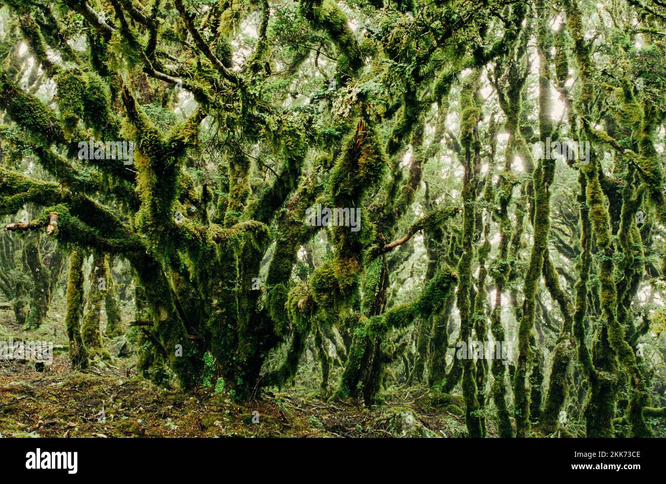 Scenic moss-covered trees in Mount Stokes Track in Marlborough Sounds ...