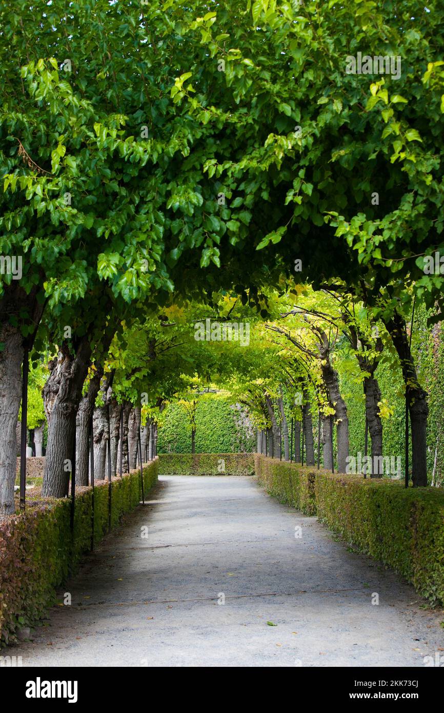 A vertical of a symmetrical walkway in a park surrounded by green trees ...