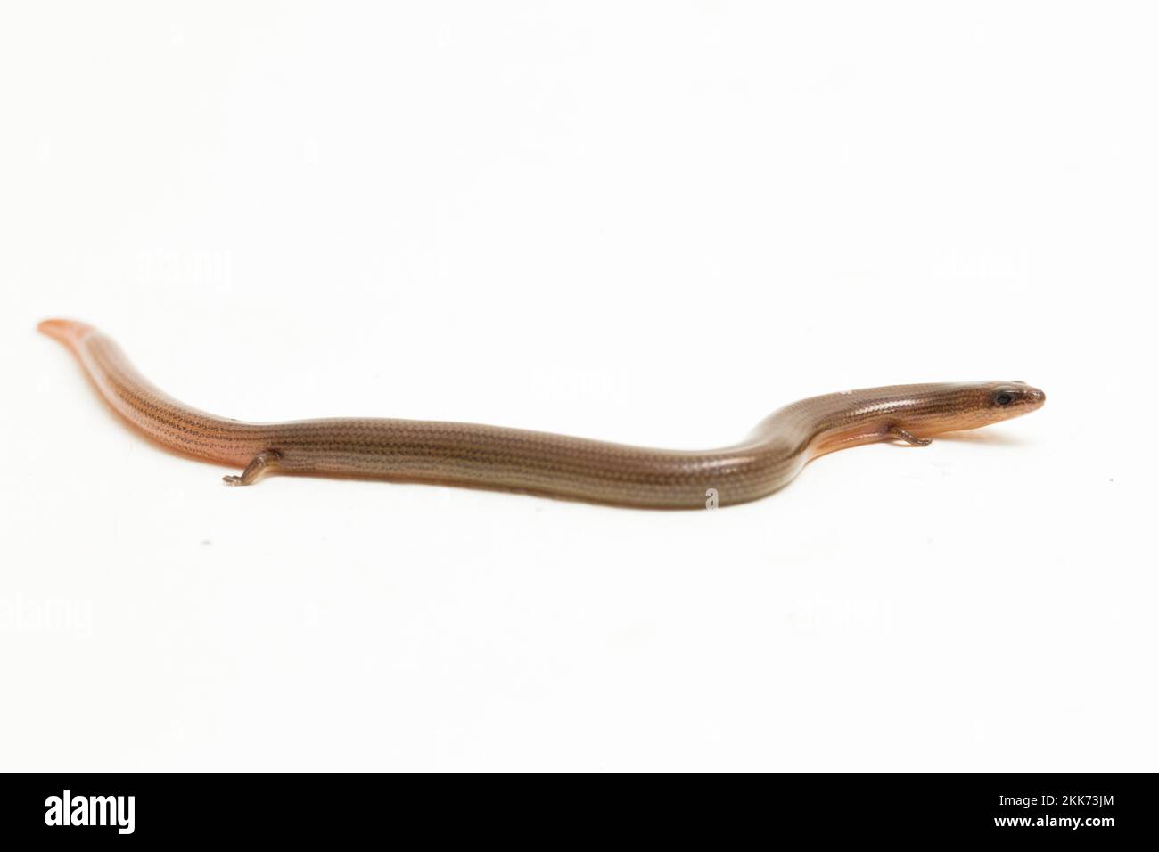 The short-limbed supple skink or Linnaeus's writhing skink lizard ...