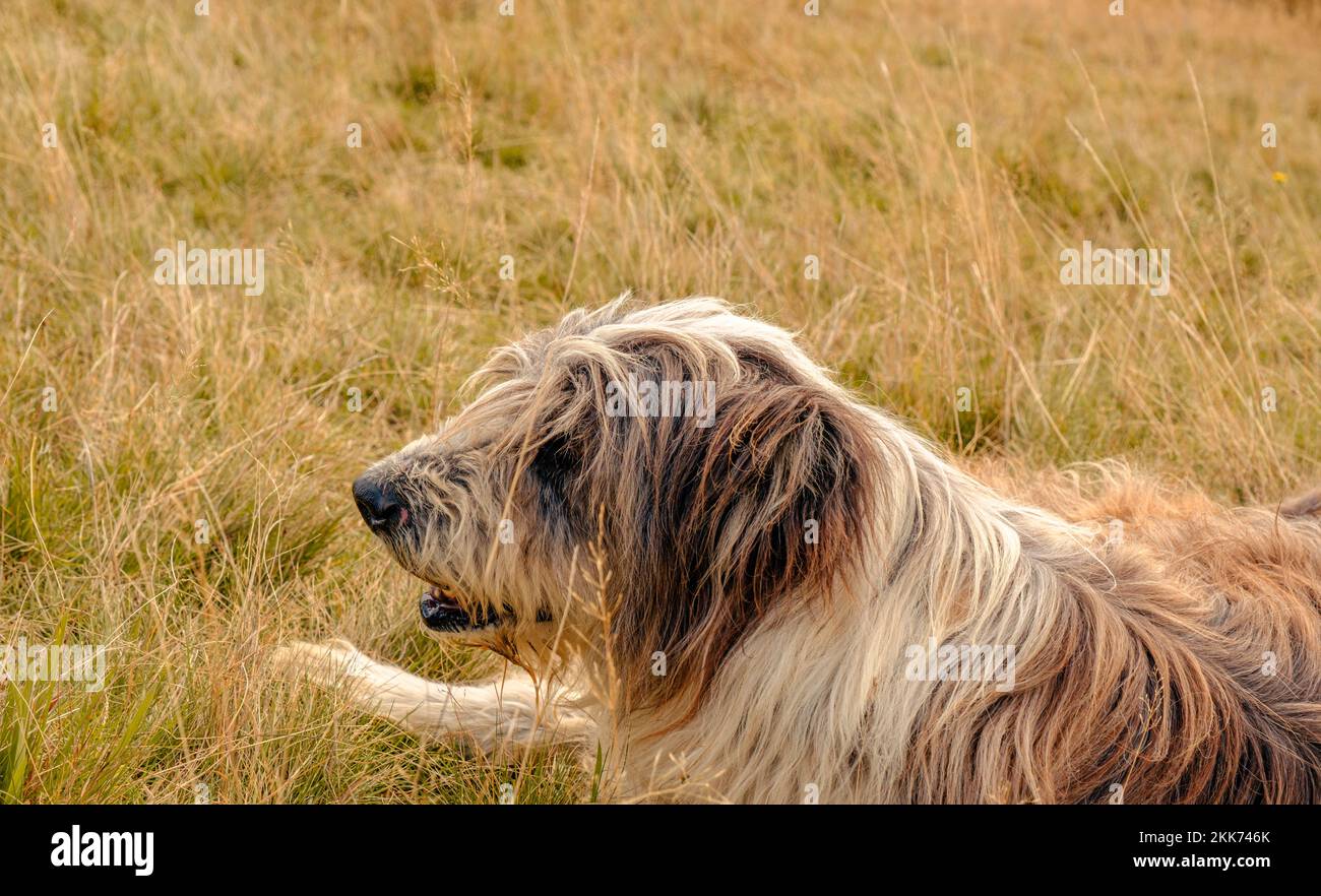 portrait of a Romanian shepherd dog in the grass Stock Photo - Alamy