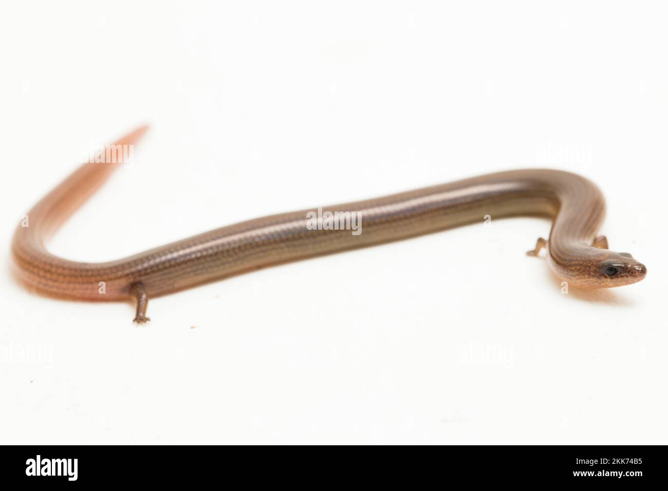 The short-limbed supple skink or Linnaeus's writhing skink lizard ...