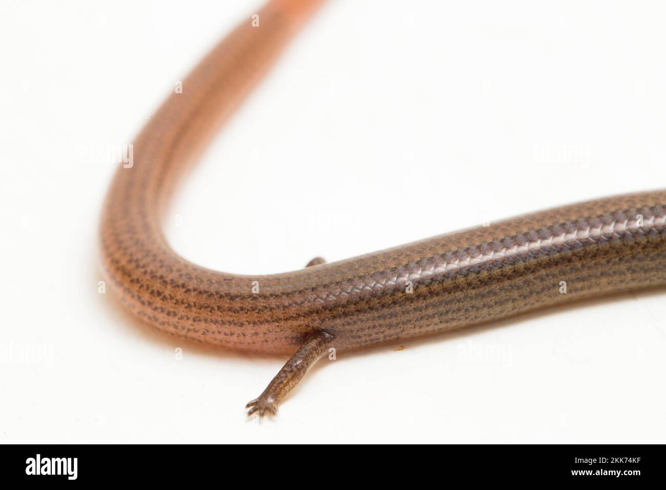 The short-limbed supple skink or Linnaeus's writhing skink lizard ...