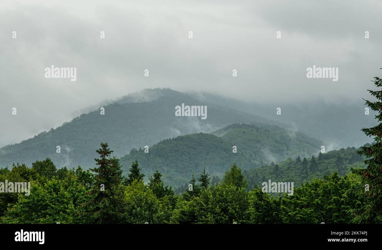 Raining in Mountains, Foggy Forest, Heavy Mystical Fog, Romanian ...