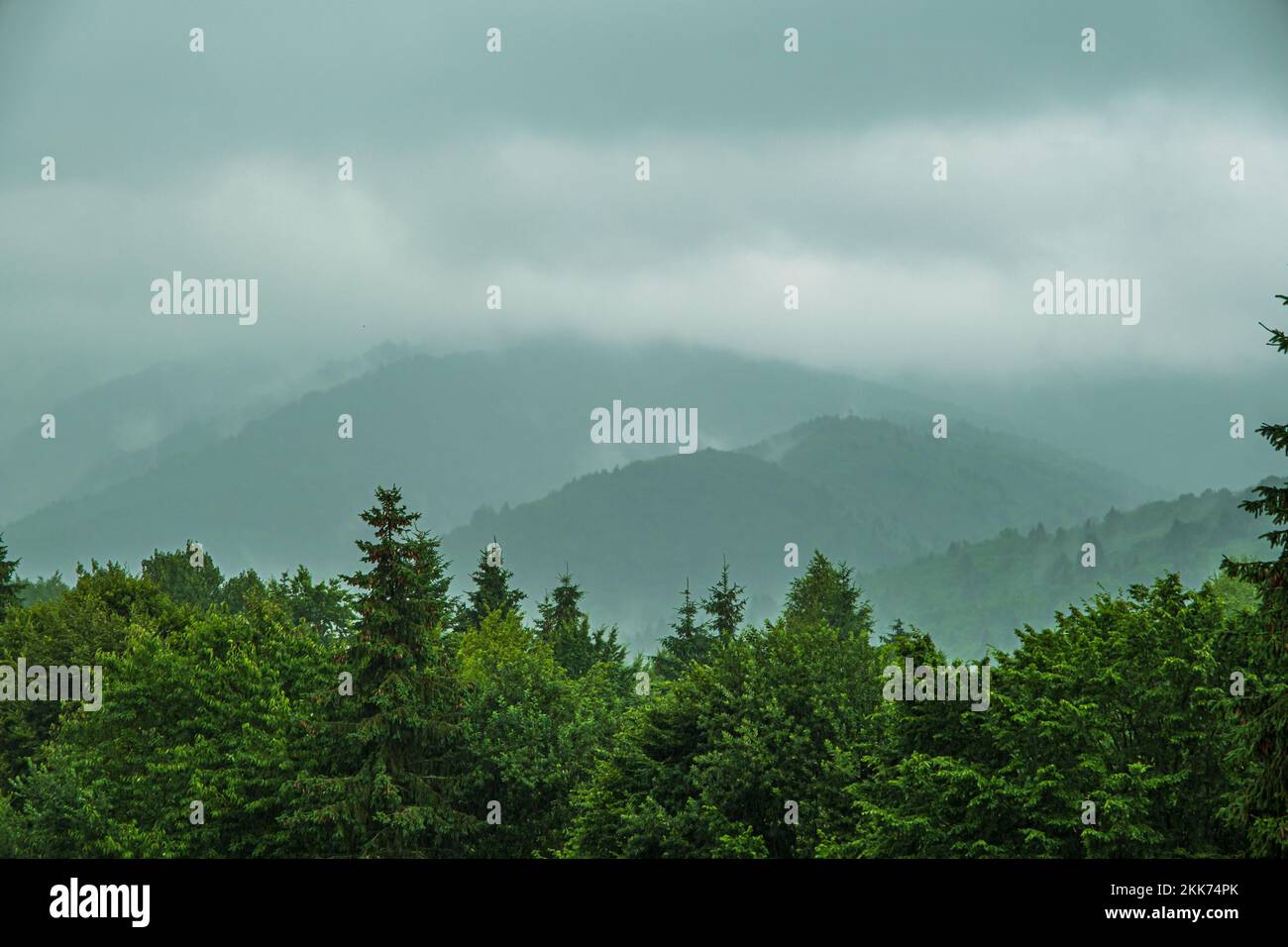 Raining in Mountains, Foggy Forest, Heavy Mystical Fog, Romanian ...