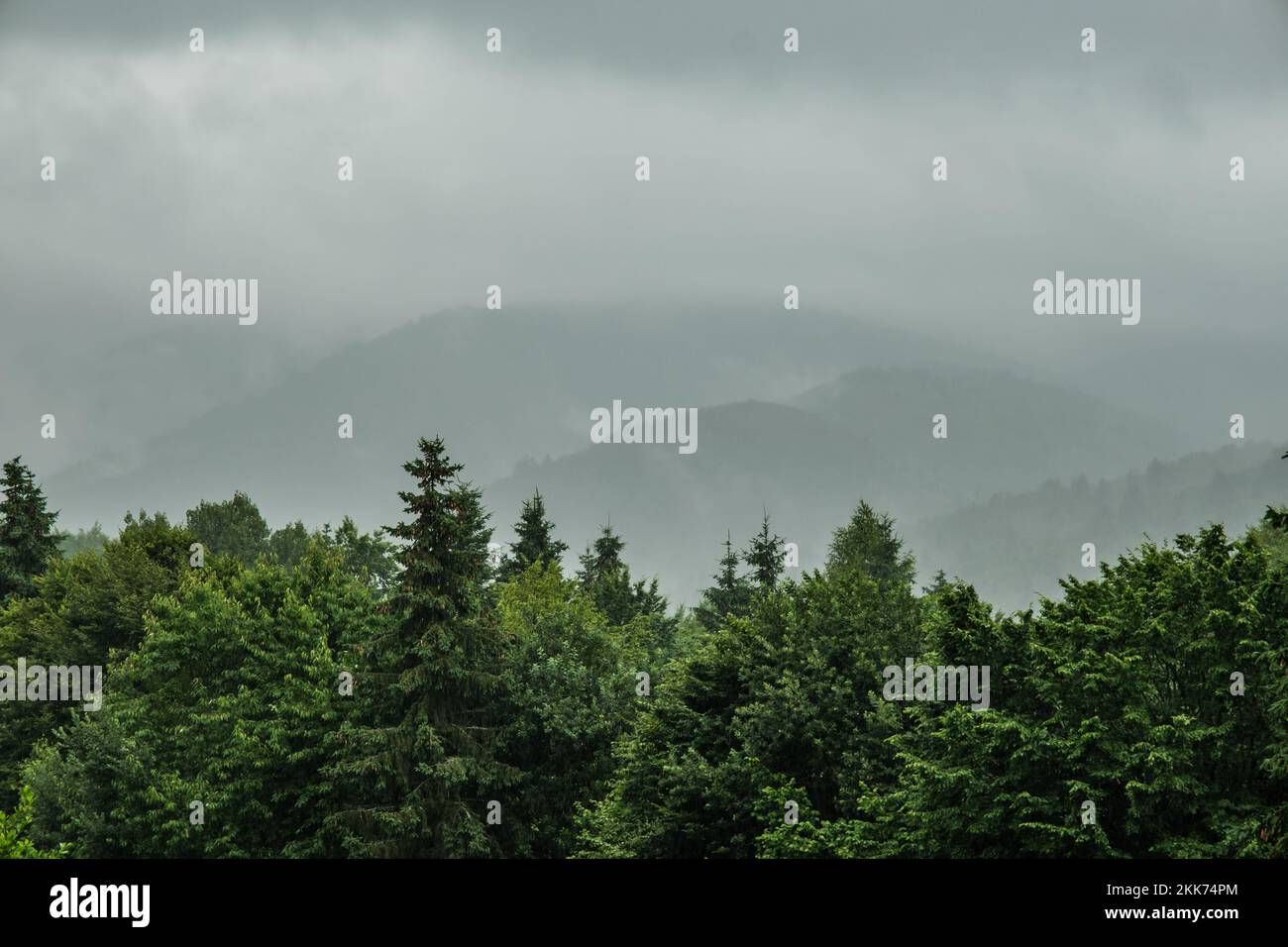 Raining in Mountains, Foggy Forest, Heavy Mystical Fog, Romanian ...