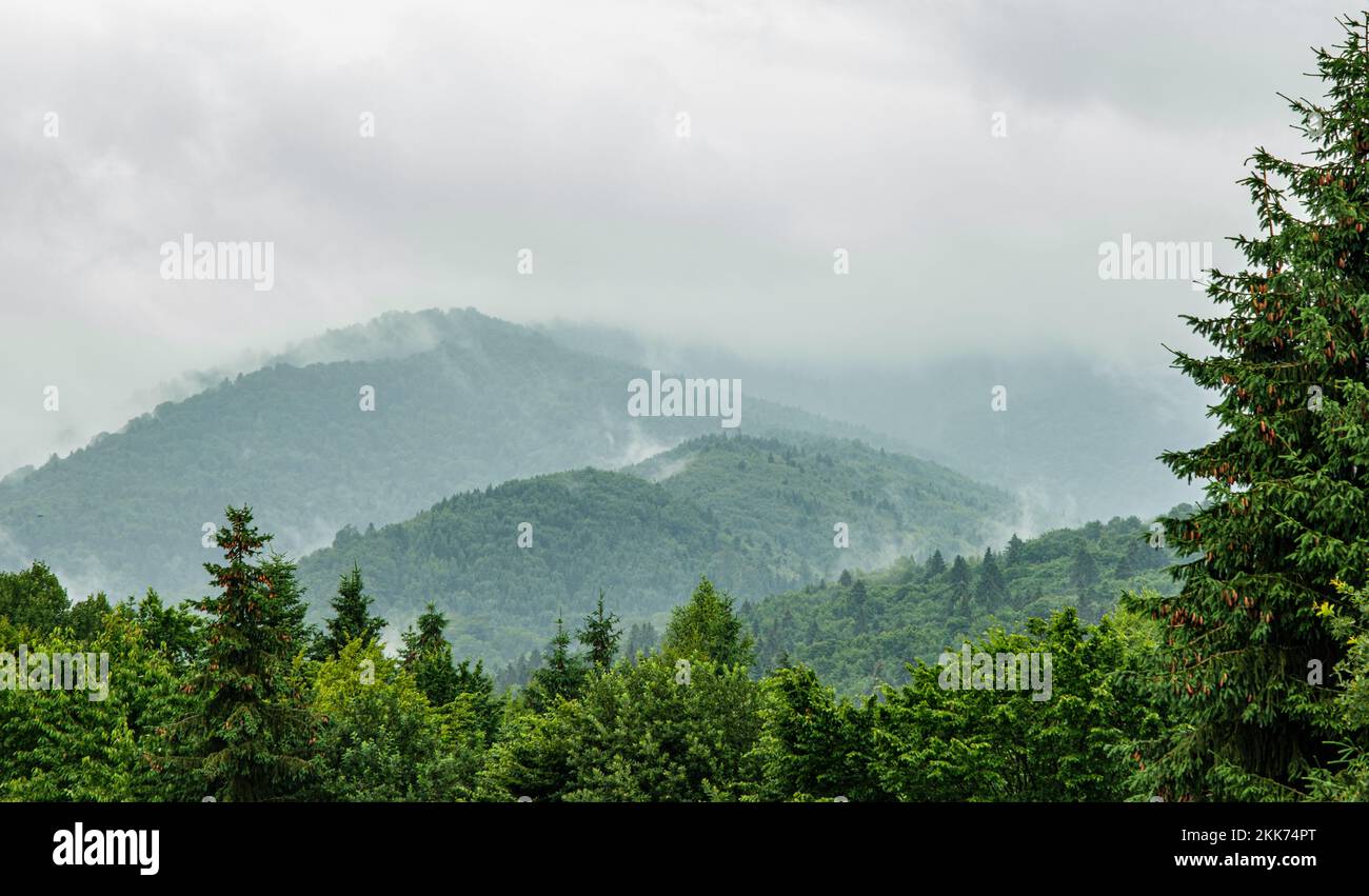 Raining in Mountains, Foggy Forest, Heavy Mystical Fog, Romanian ...