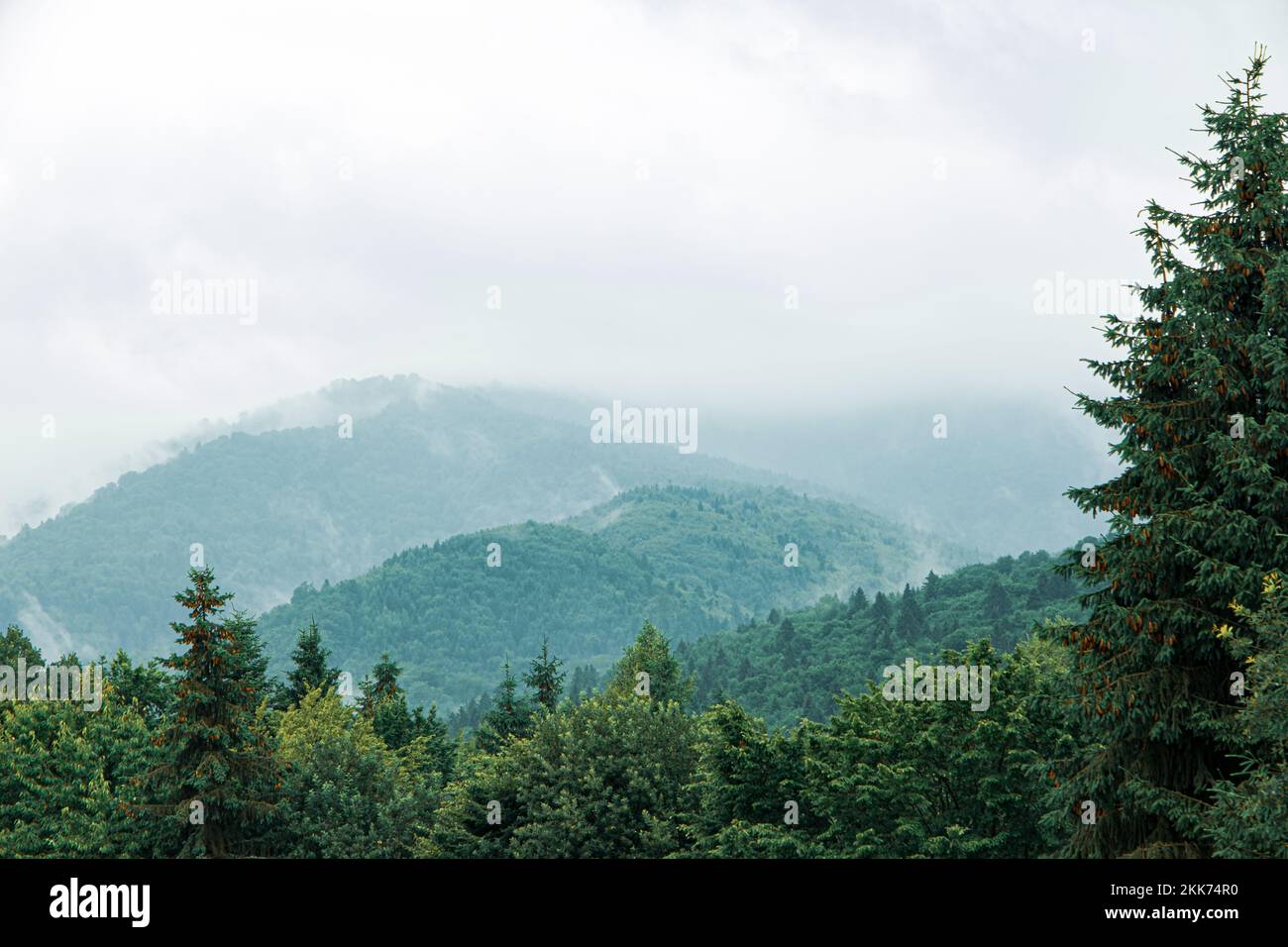 Raining in Mountains, Foggy Forest, Heavy Mystical Fog, Romanian ...