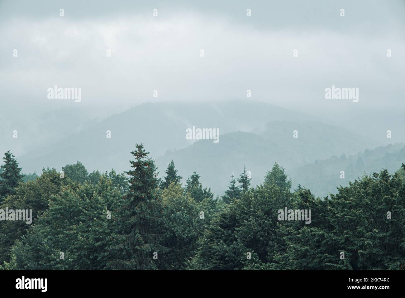 Raining in Mountains, Foggy Forest, Heavy Mystical Fog, Romanian ...