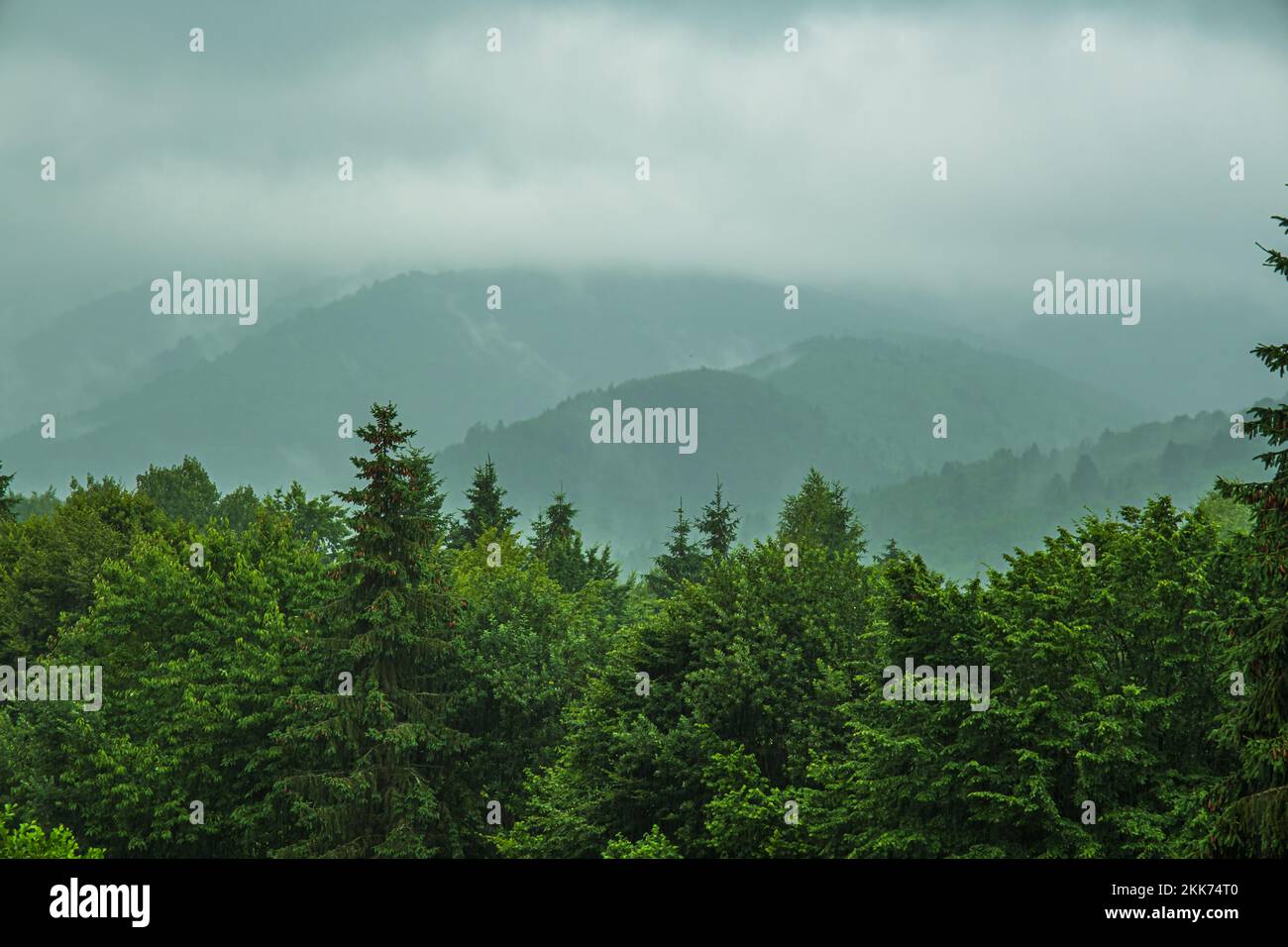 Raining in Mountains, Foggy Forest, Heavy Mystical Fog, Romanian ...