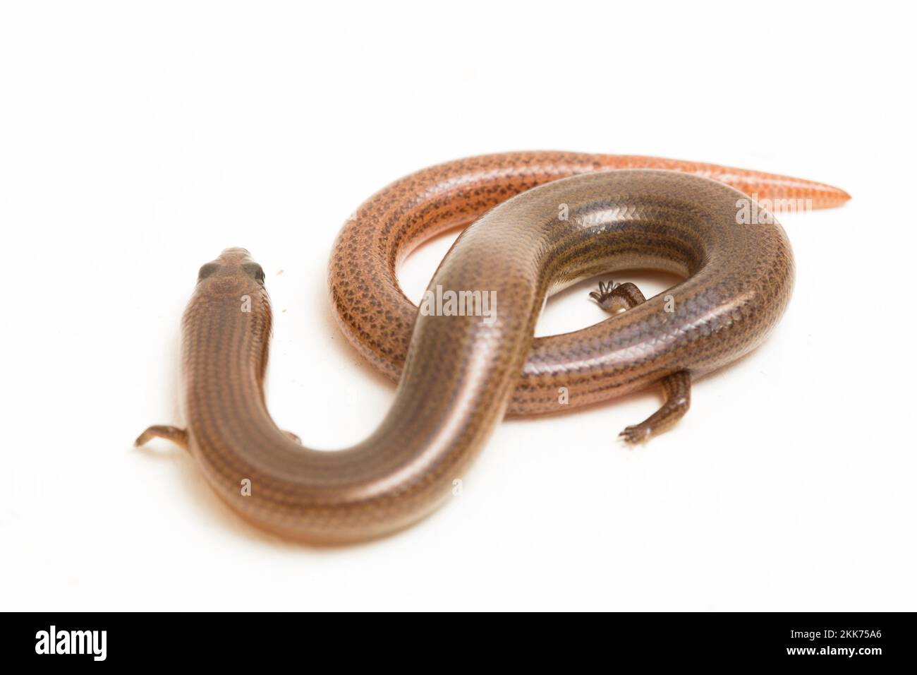 The short-limbed supple skink or Linnaeus's writhing skink lizard ...