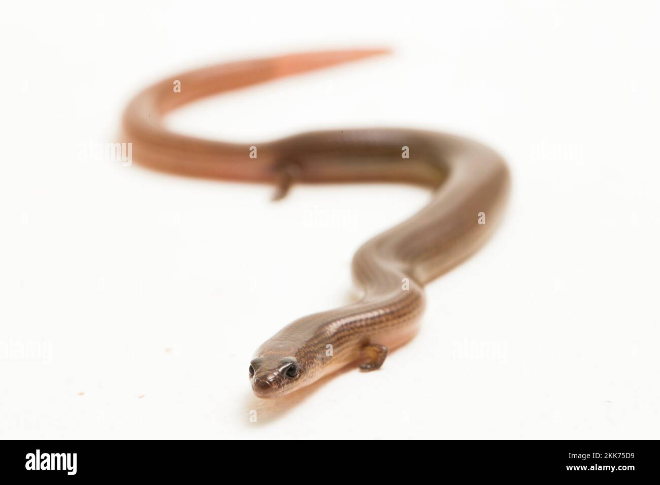 The short-limbed supple skink or Linnaeus's writhing skink lizard ...