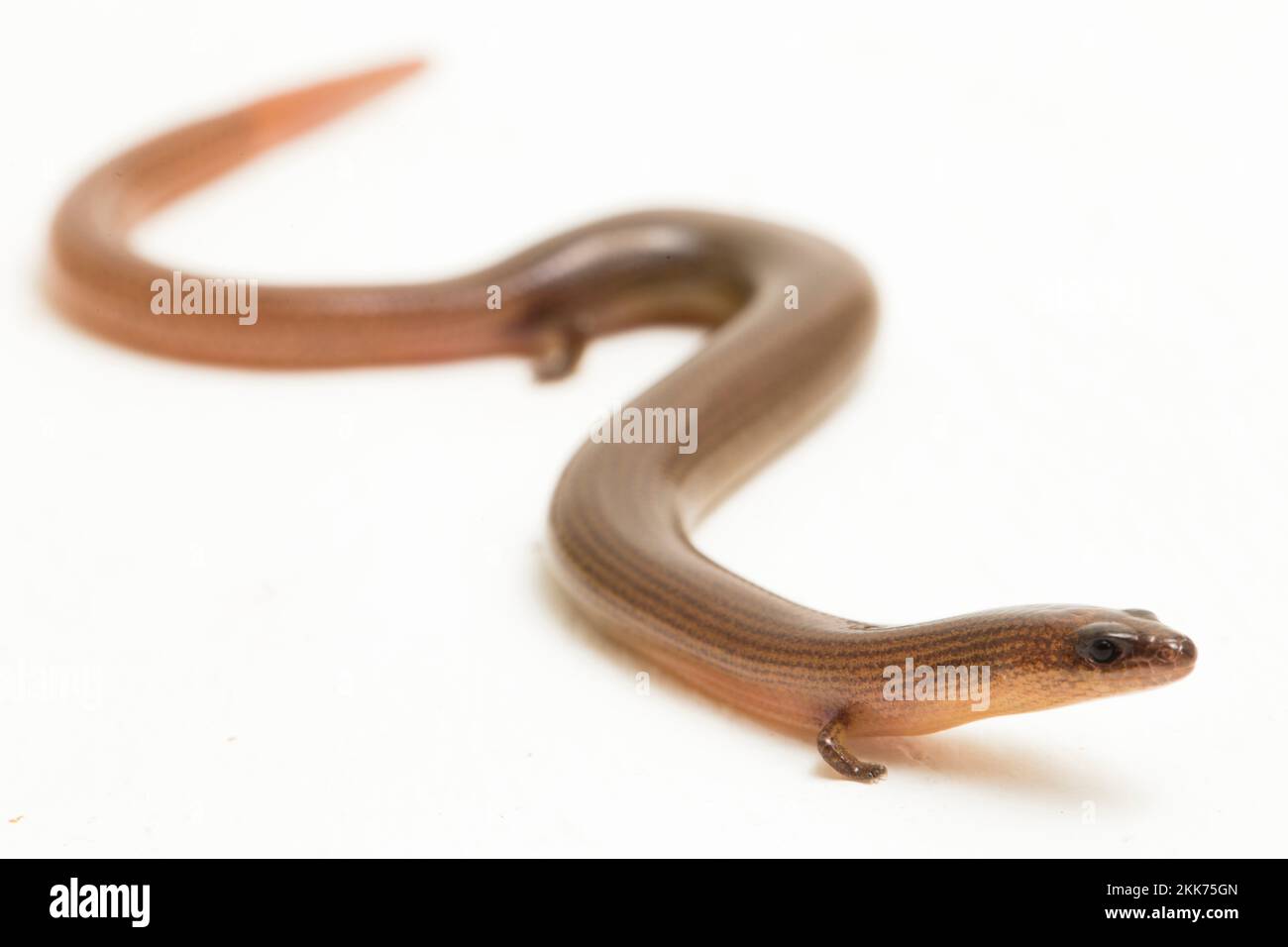 Writhing snake Cut Out Stock Images & Pictures - Alamy