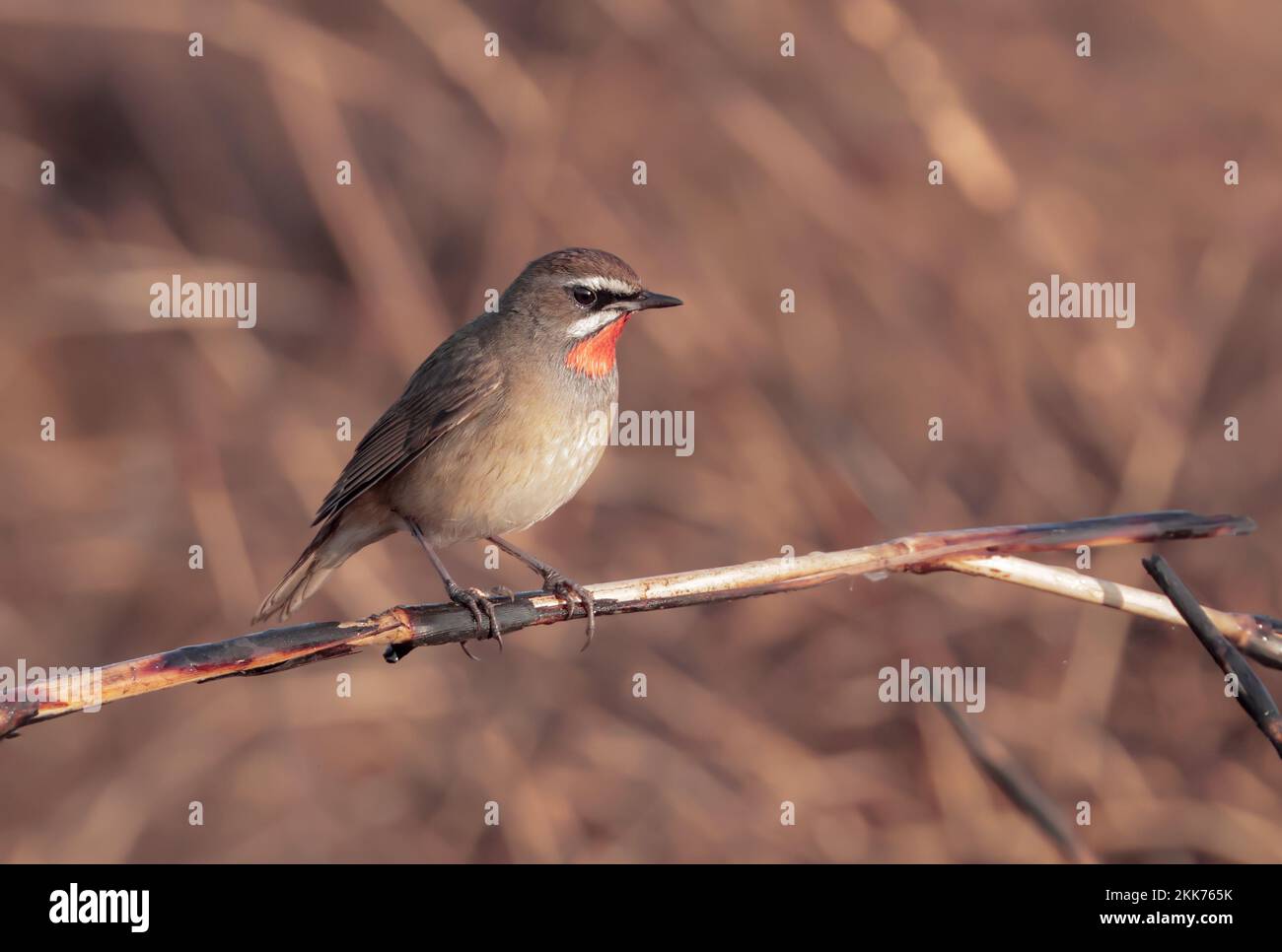 Siberian Rubythroat is a ground-loving songbird of Asia. They primarily ...