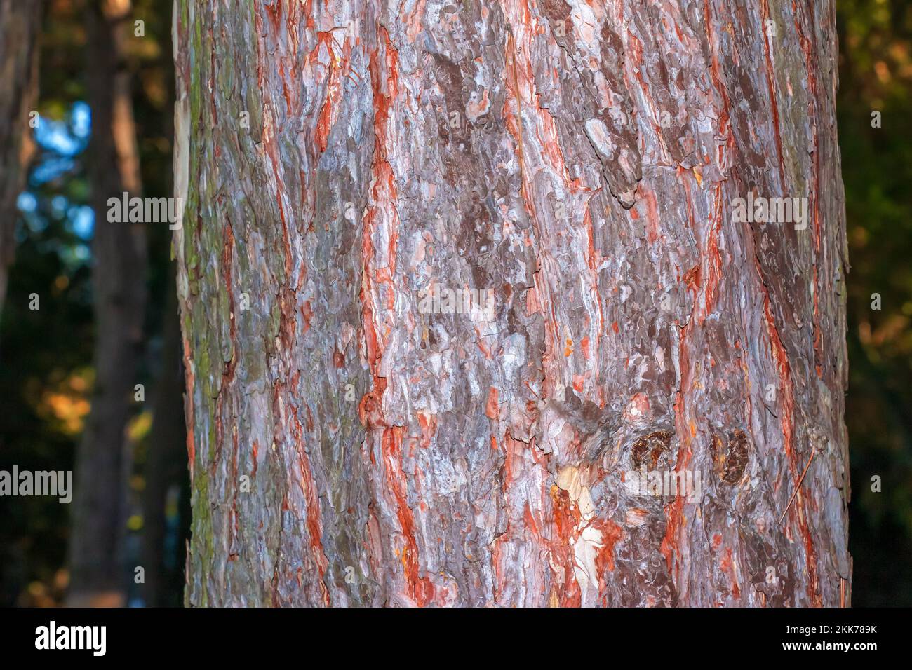 Black pine bark close-up. The texture of the trunk of Pinus nigra ...