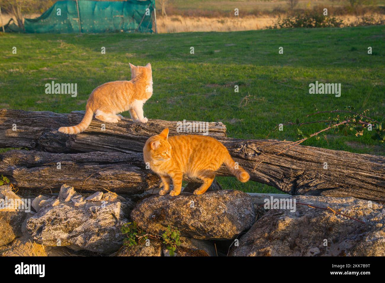 Gatitos gatos hi-res stock photography and images - Alamy