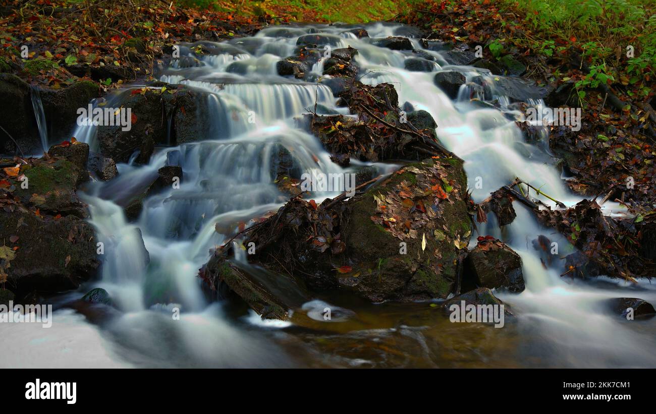 Beautiful forest with flowing water in the stream. Concept for nature ...