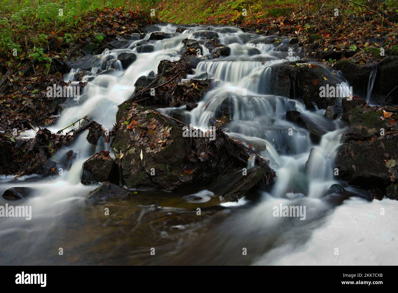 Beautiful forest with flowing water in the stream. Concept for nature ...