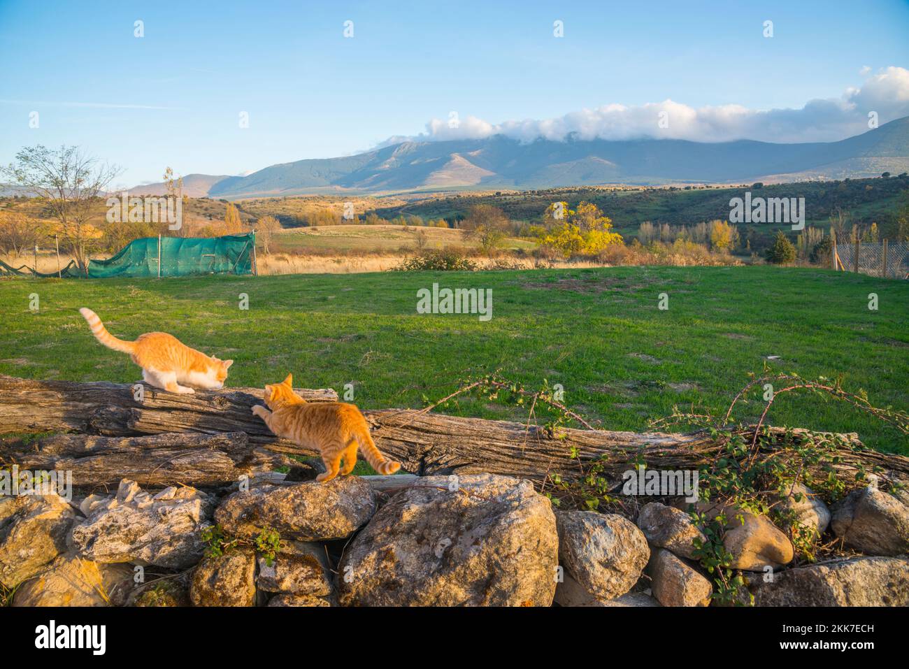 Two cats in the countryside Stock Photo - Alamy
