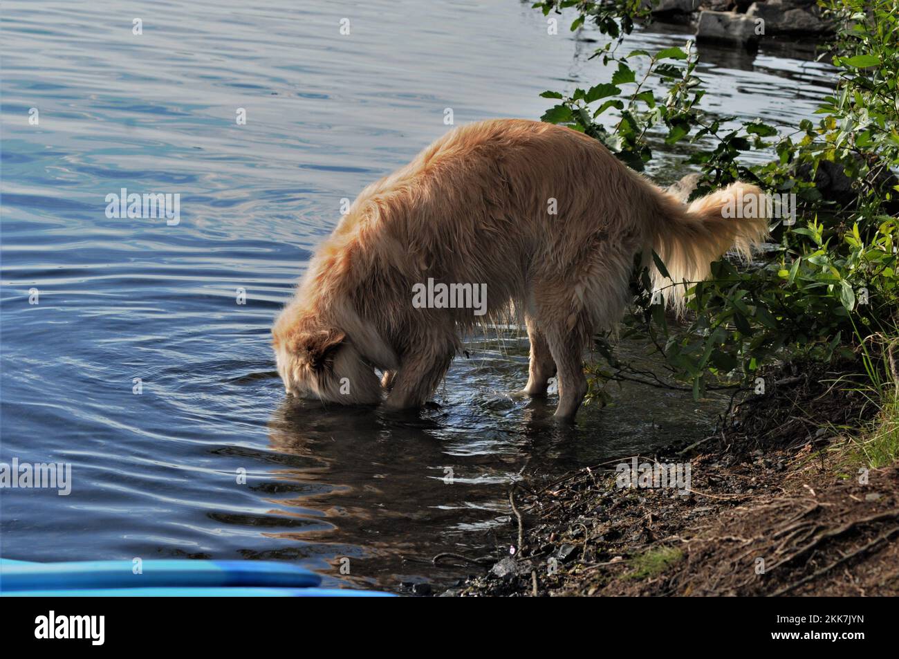 A brown stray dog drinking water from the pond Stock Photo - Alamy