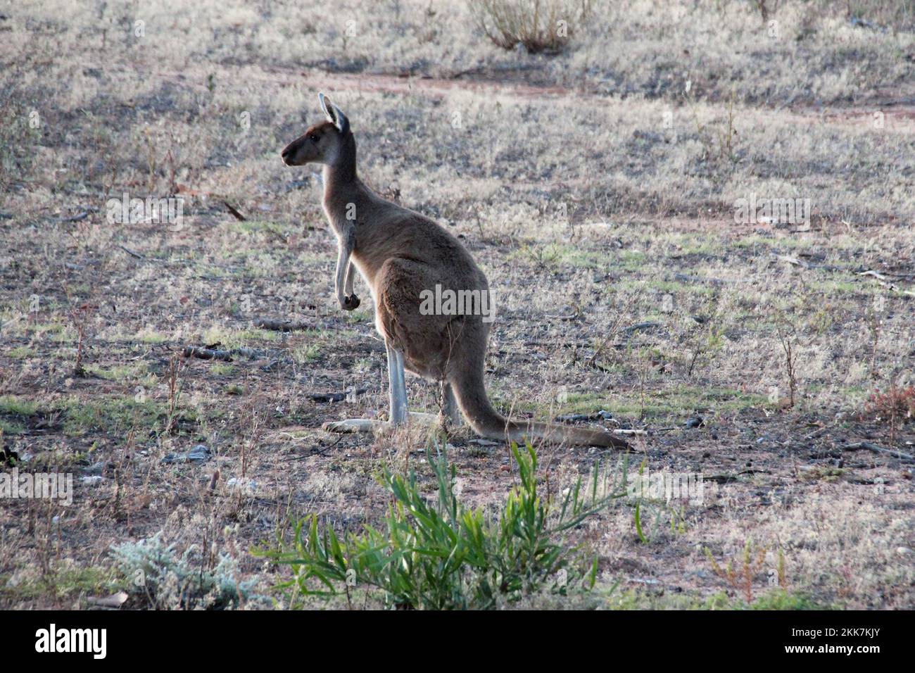 kangaroo in kalbarri in australia Stock Photo - Alamy