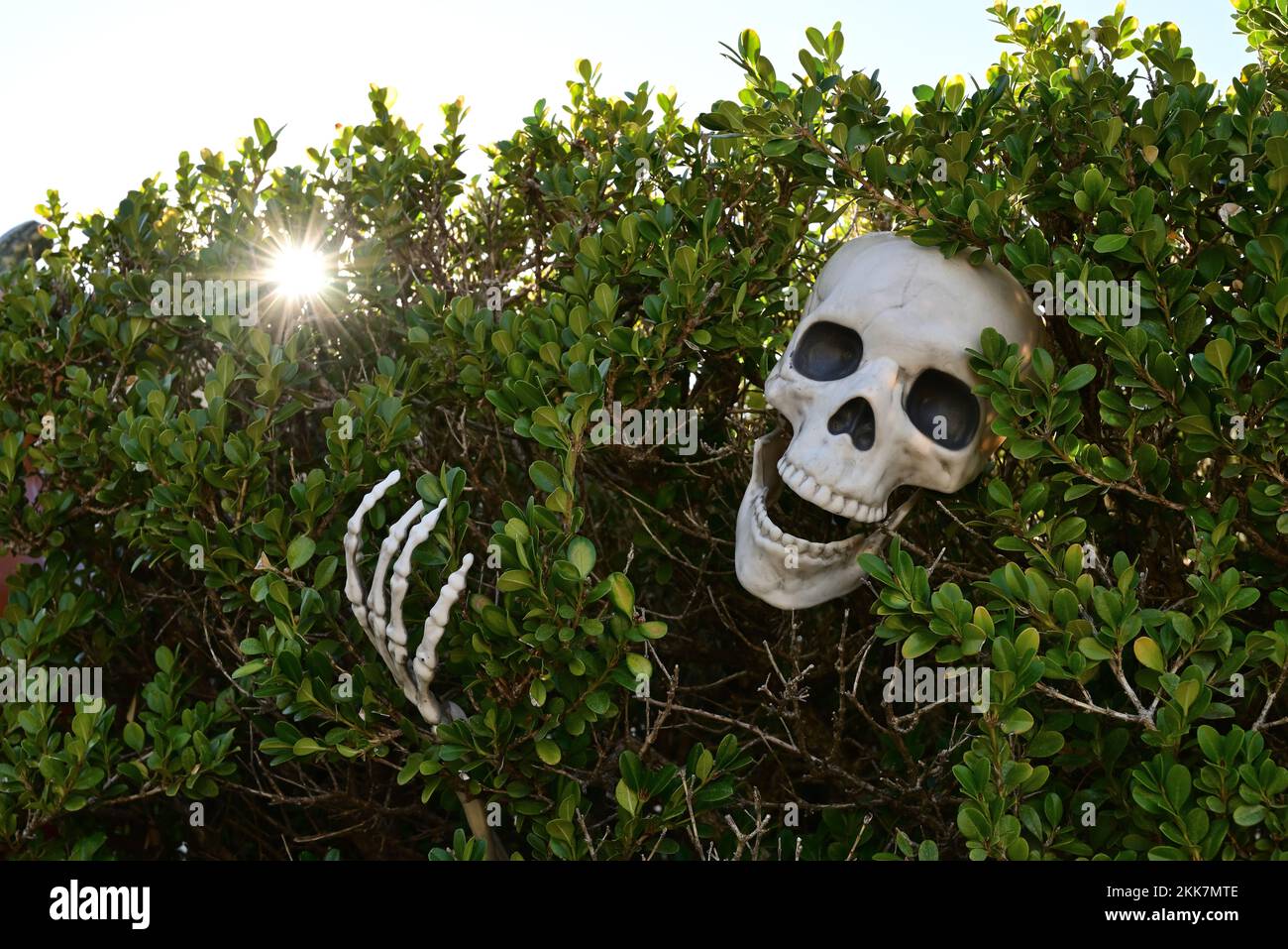 A low-angle of skull replica between trees sun shining sky Stock Photo ...