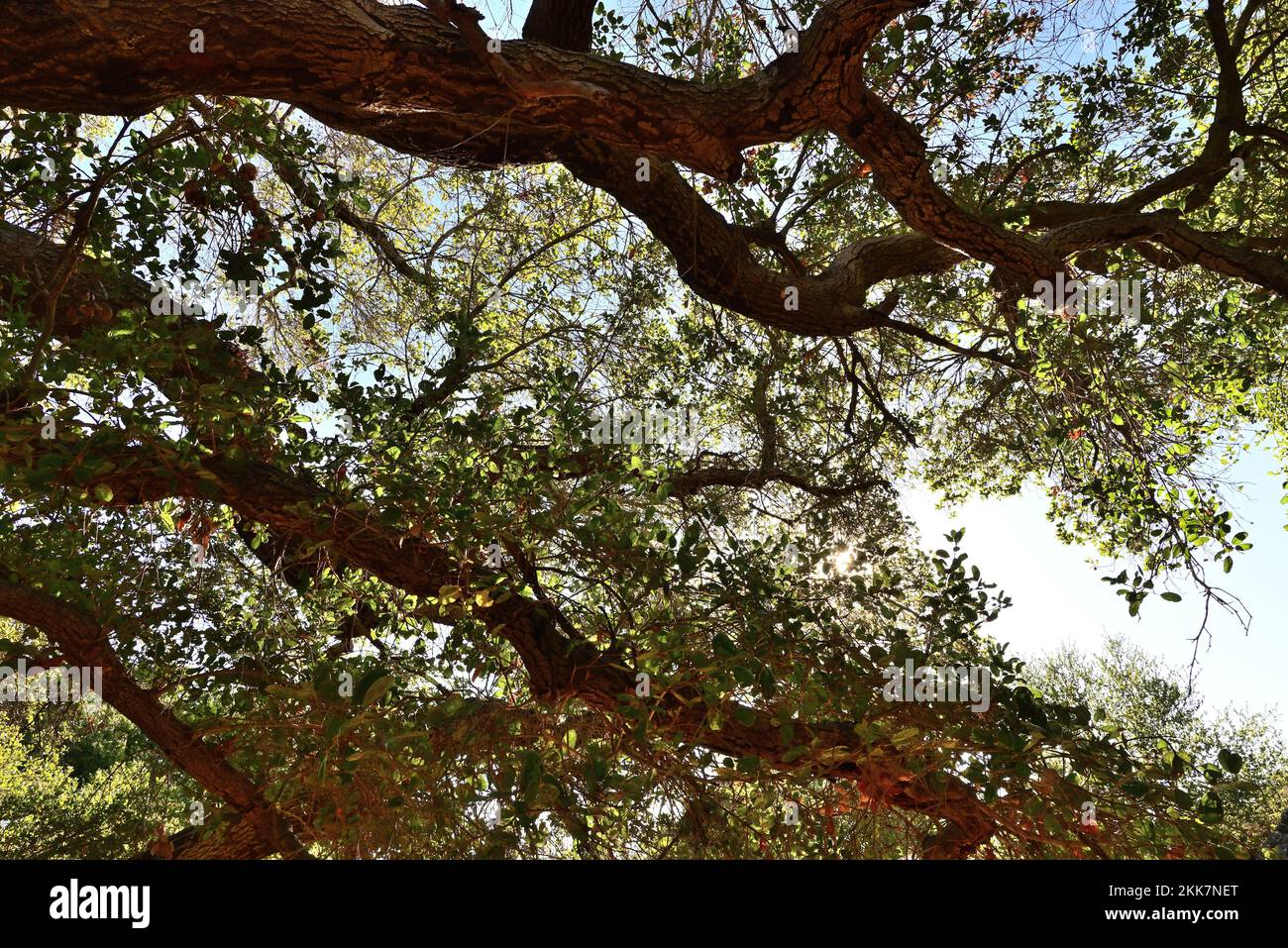 A low-angle closeup of a sunlit oak tree sunlight background Stock ...
