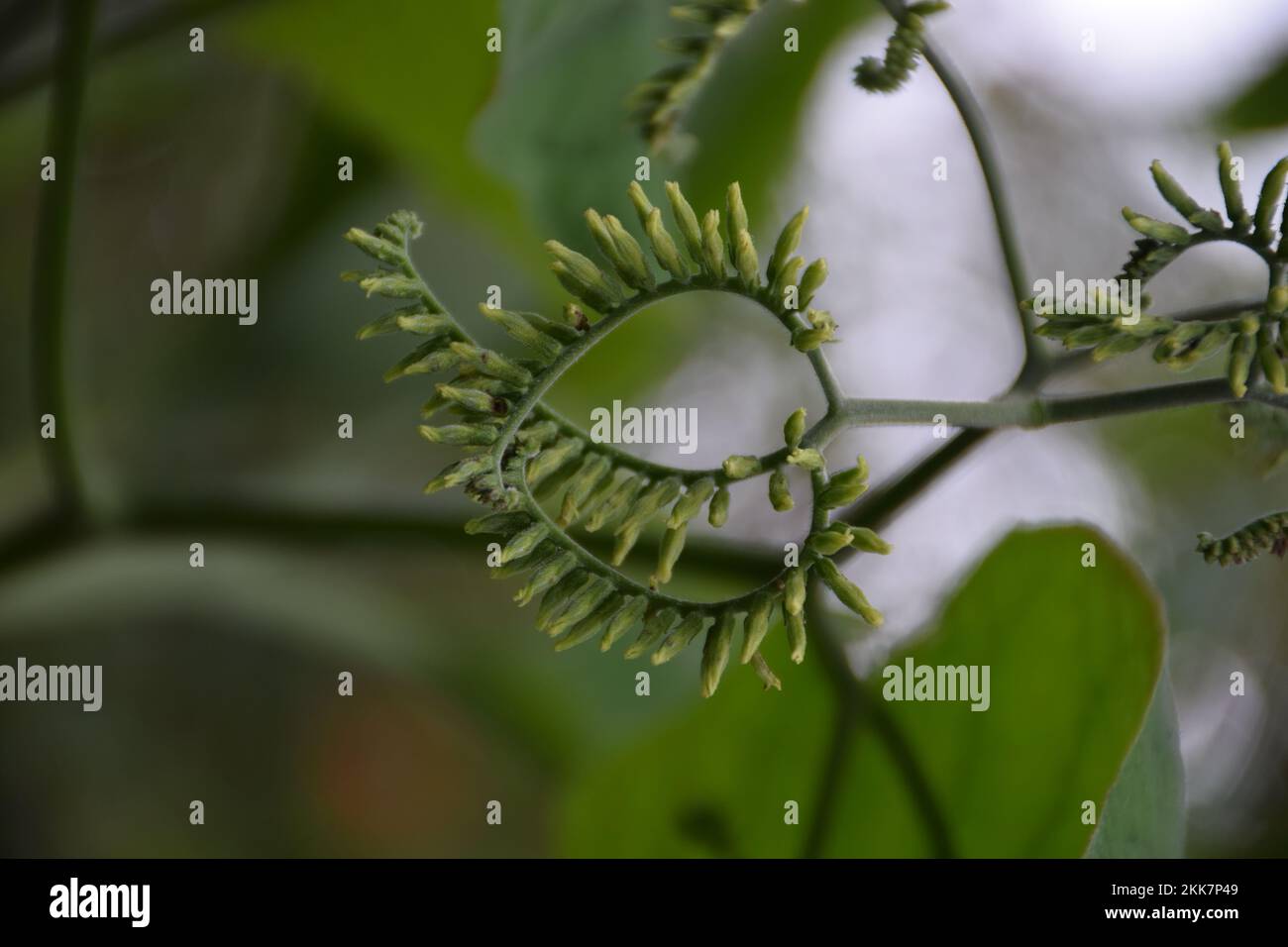 A vertical closeup of tendril specialized stem with blurred background ...