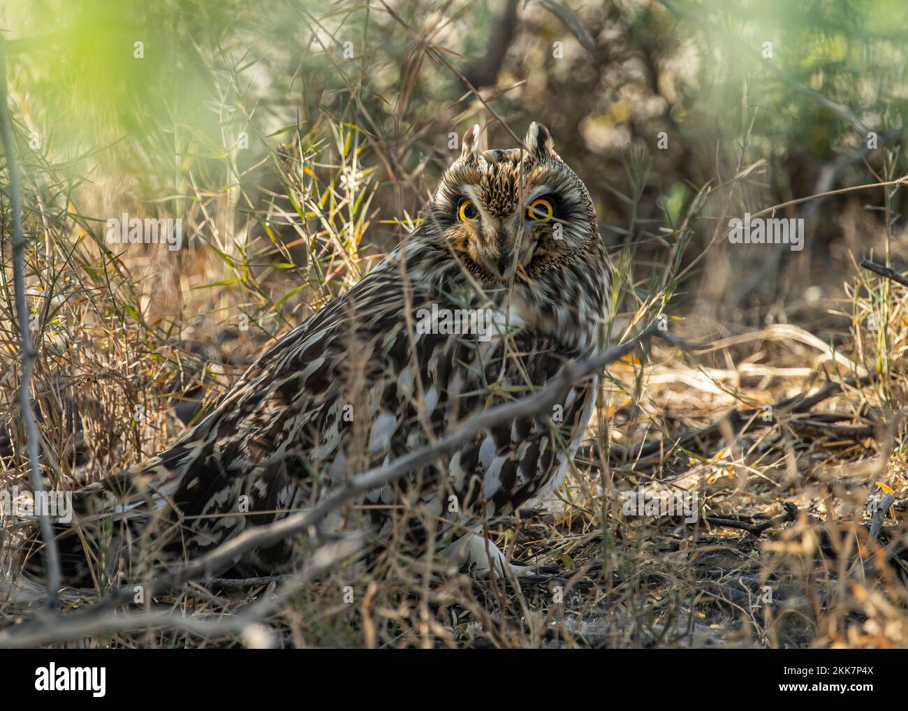 A Short Eared Owl under a bush but alert Stock Photo - Alamy