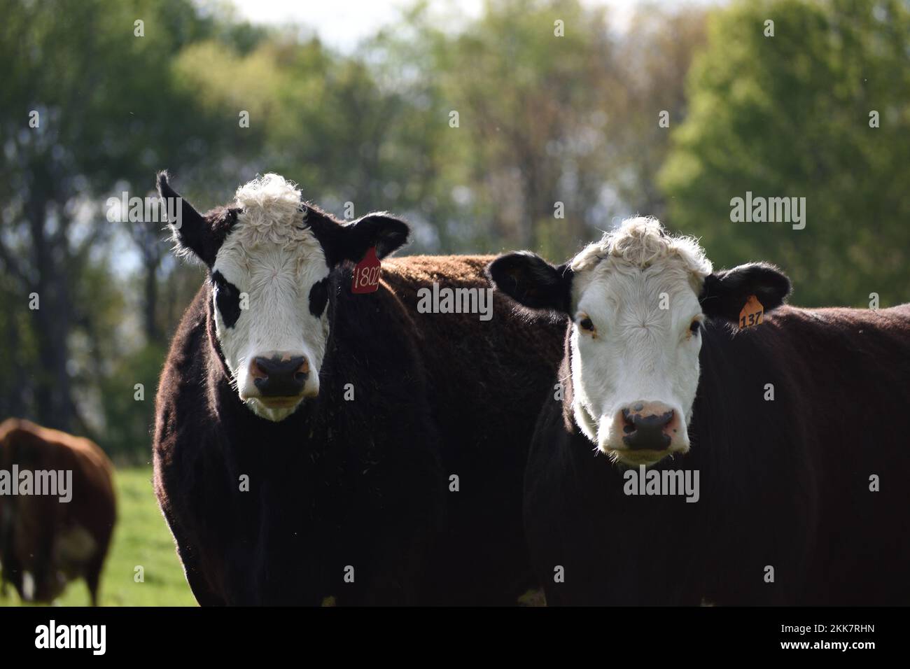 A closeup of Hereford cattle with its calf looking at the camera in a ...