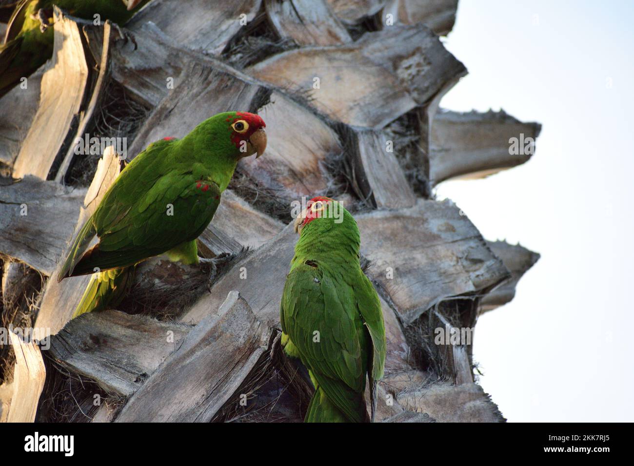 A closeup of green parakeets perching on the fibrous tree trunk clear ...