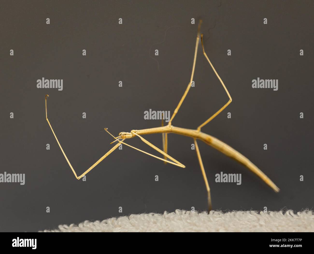 Closeup nature phasmids stick hi-res stock photography and images - Alamy