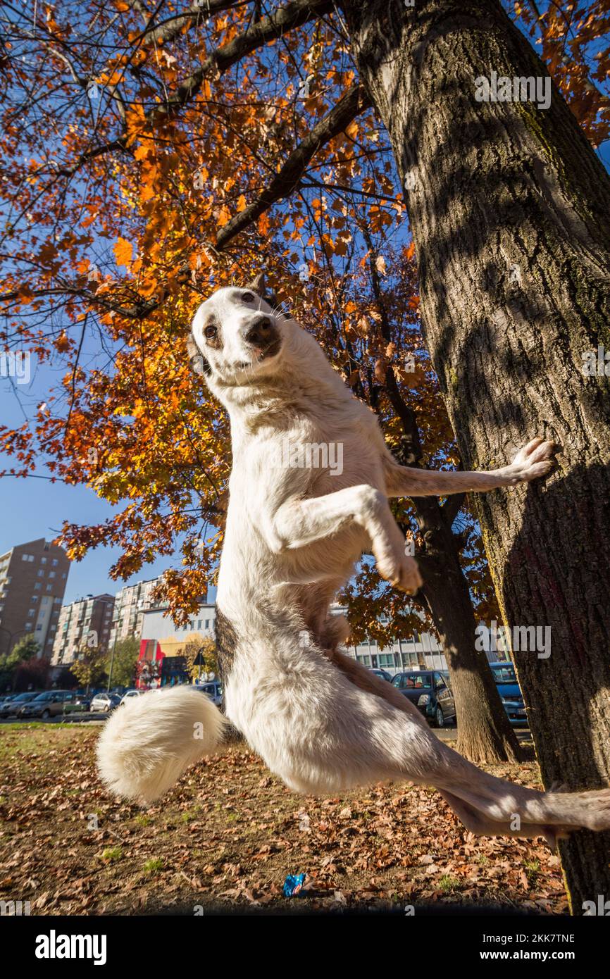 Dog jumps on a tree hi-res stock photography and images - Alamy