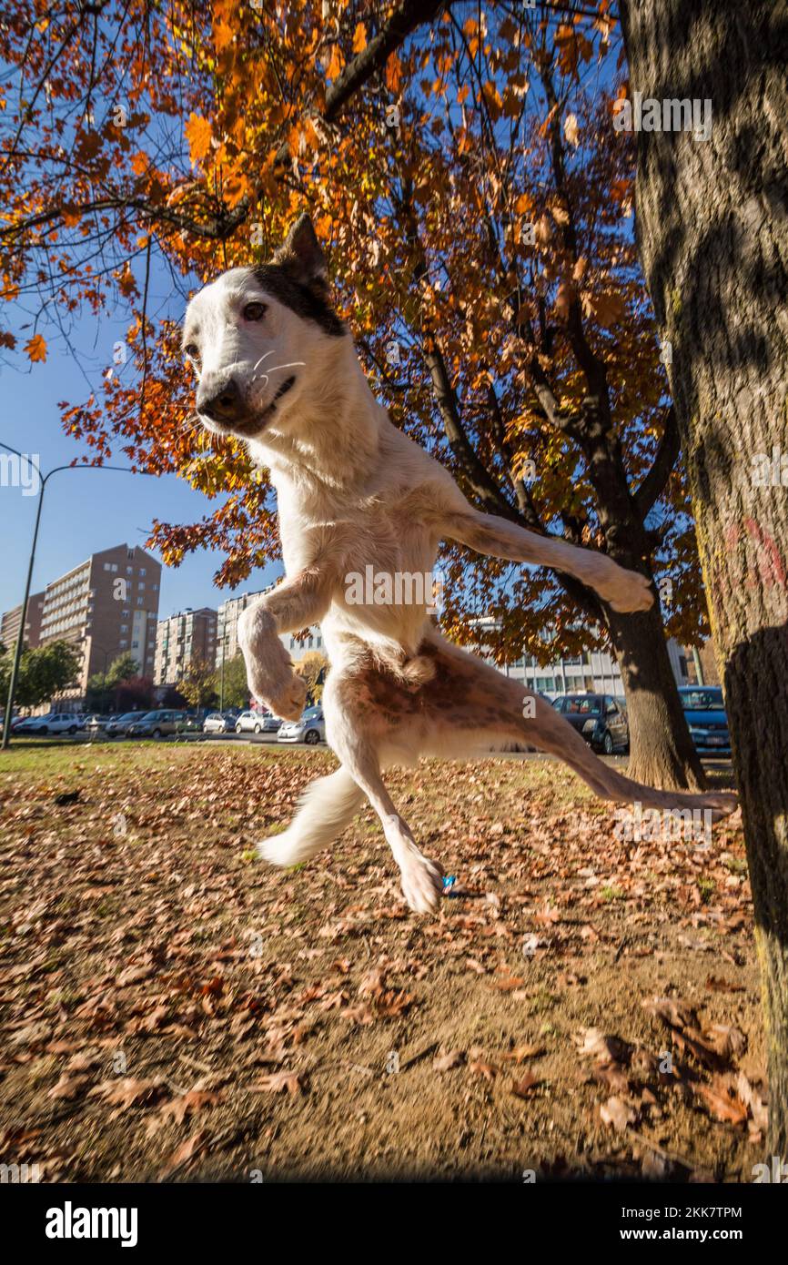 Dog on tree hi-res stock photography and images - Alamy
