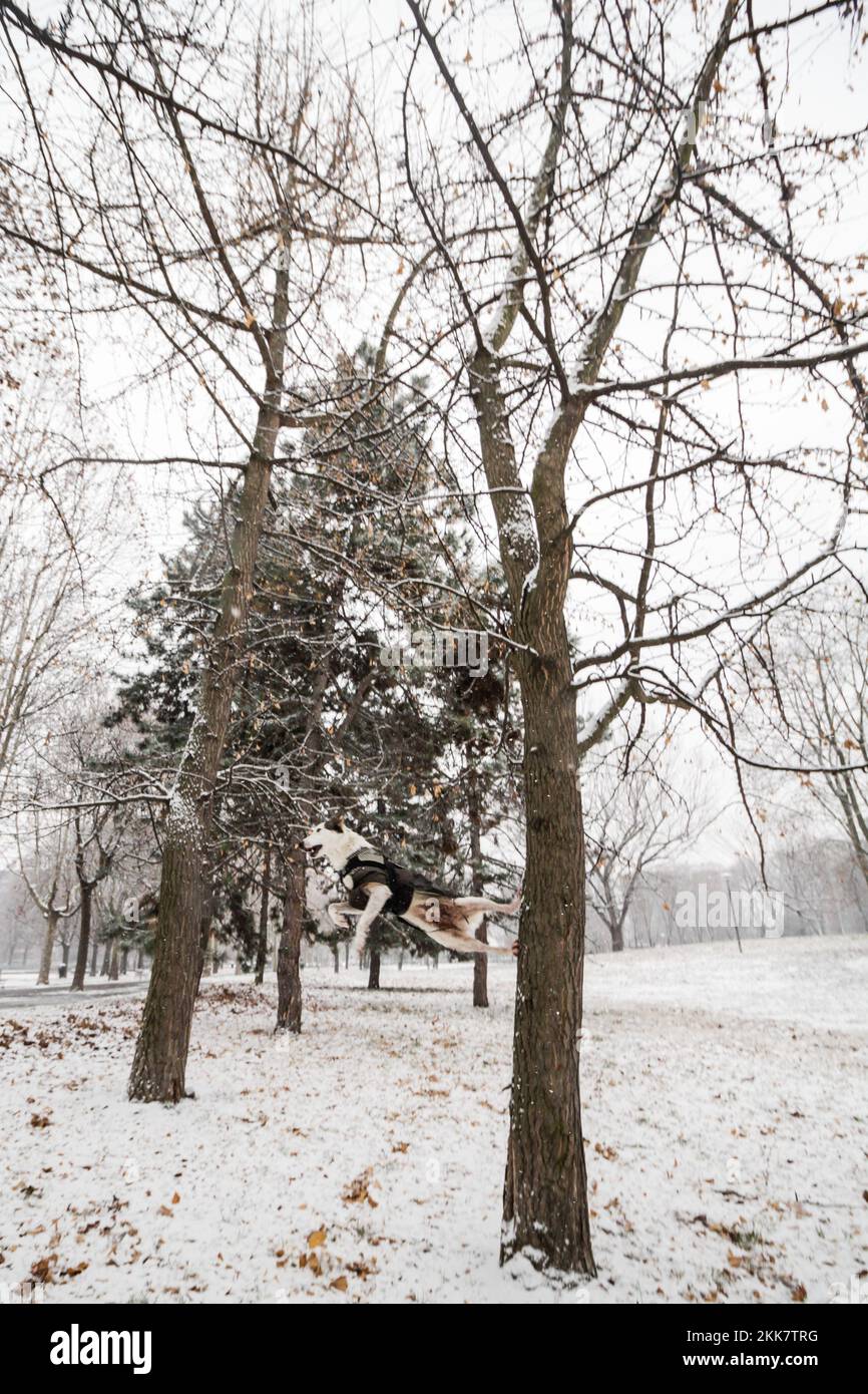 Tree dog park hi-res stock photography and images - Alamy