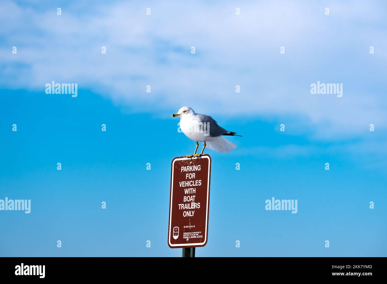 Merrimack eagle festival hi-res stock photography and images - Alamy