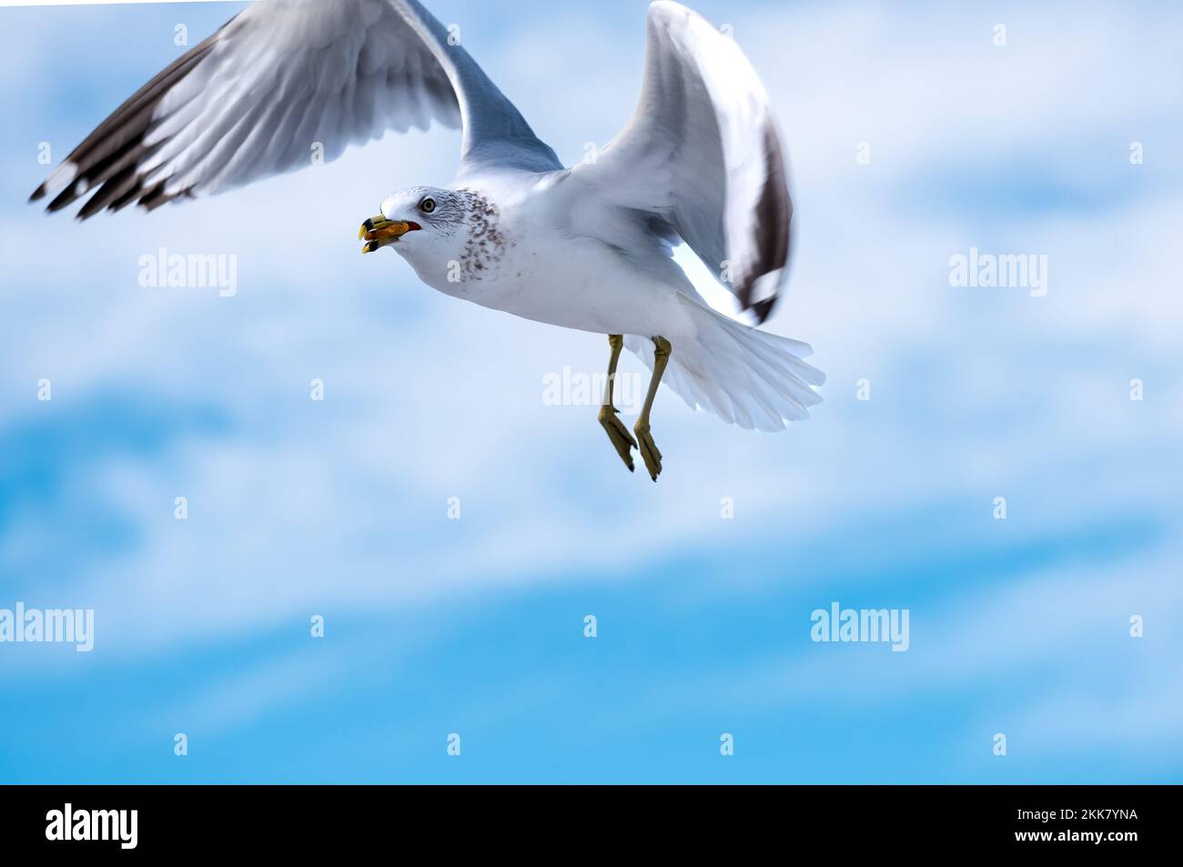 Seagul flying, suspended in the air, with pretzel in mouth Stock Photo ...