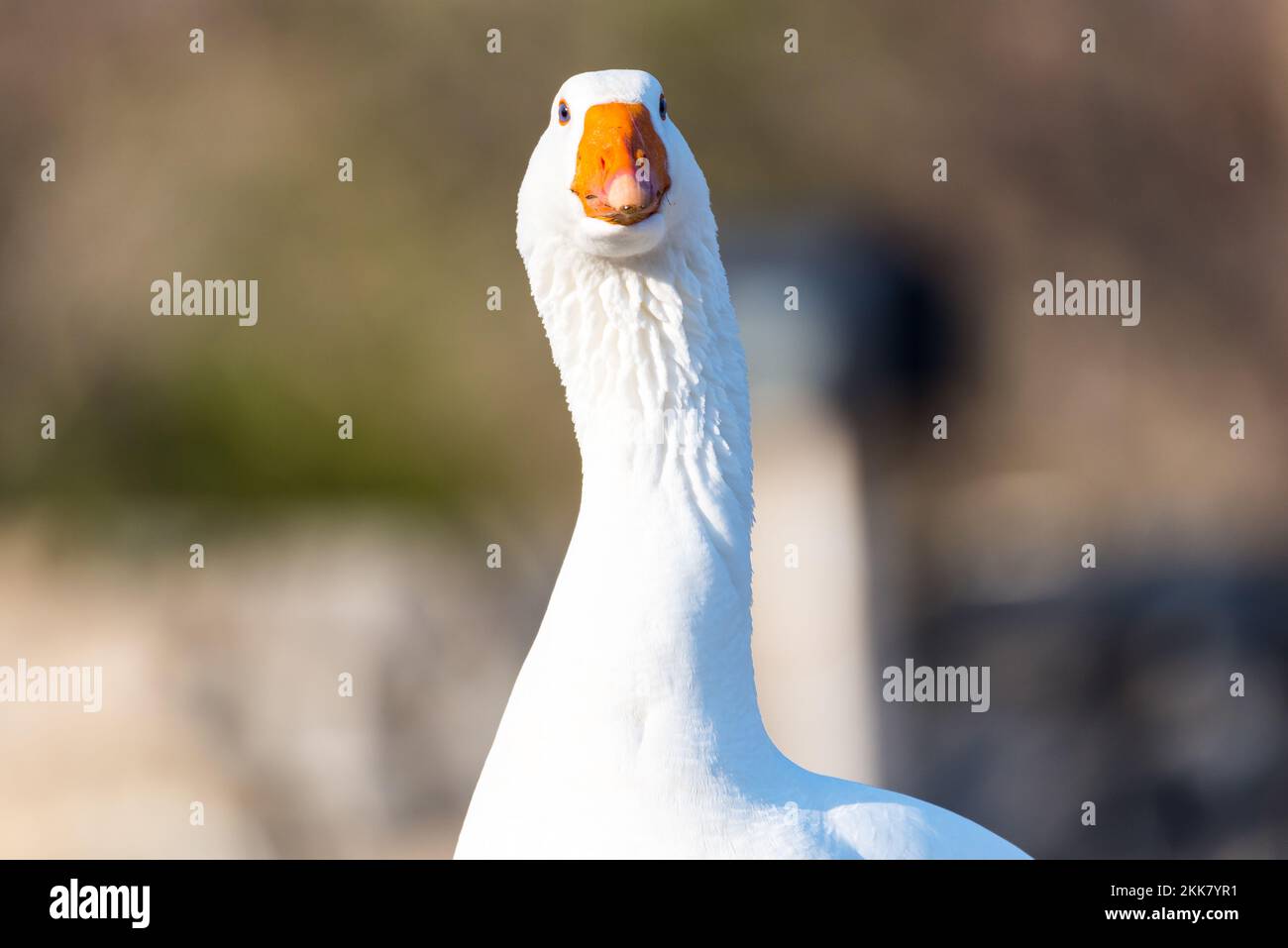 Closeup of domestic white goose staring at camera Stock Photo - Alamy