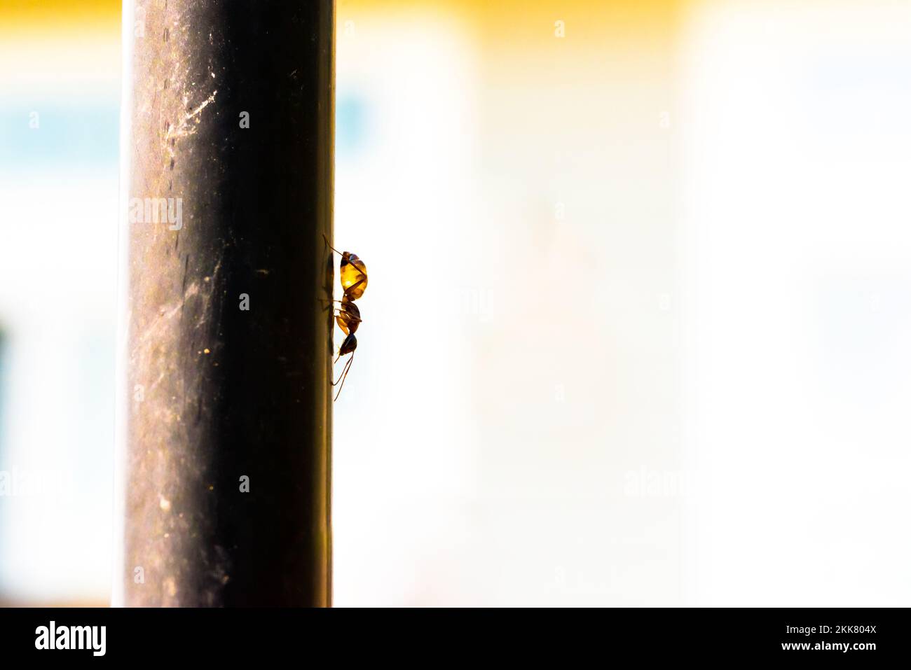 Small ant on a large pole Stock Photo - Alamy