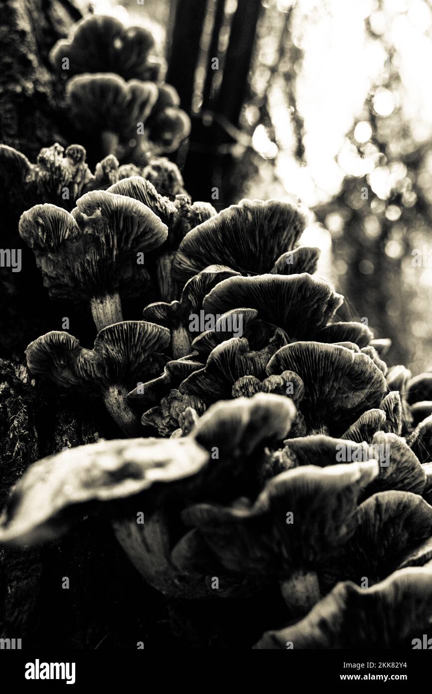 A grayscale of fungus on a tree in a forest Stock Photo - Alamy